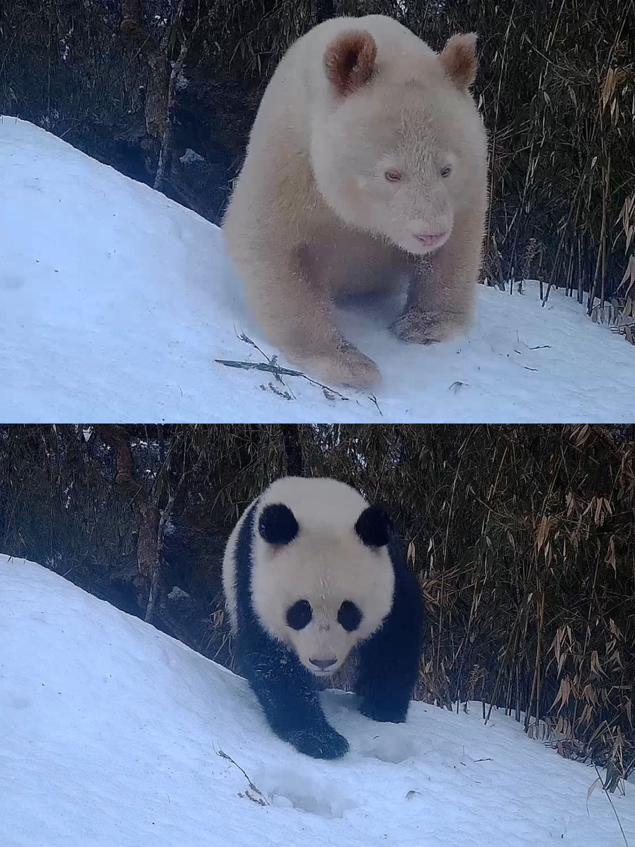 Movements of rare all-white panda spotted in China - SHINE News