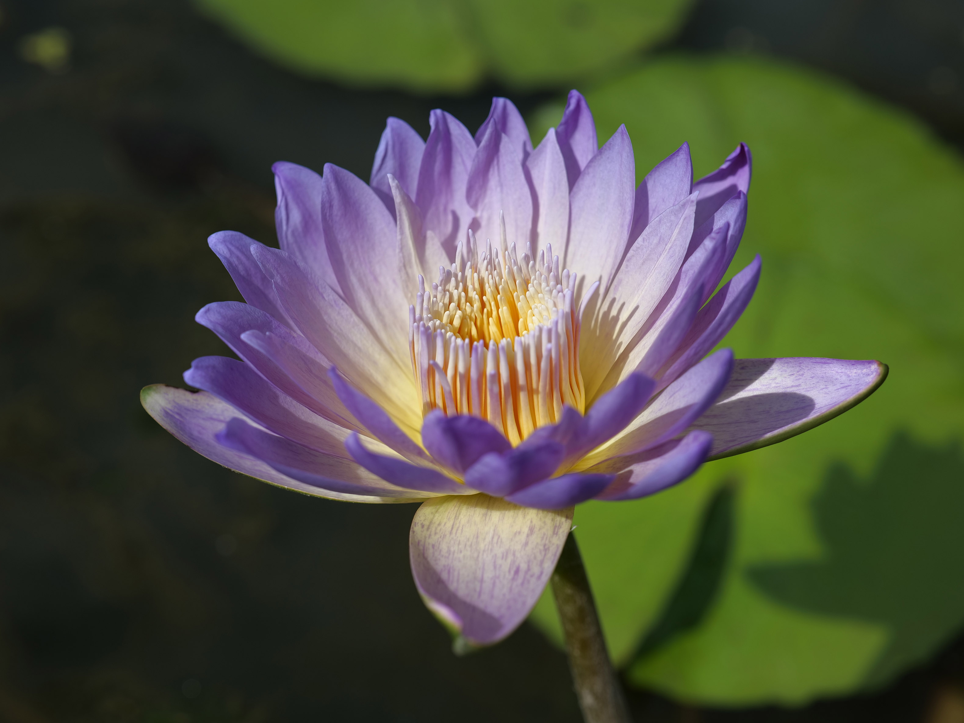 Variety of water lilies in full bloom at Songjiang exhibition - SHINE News
