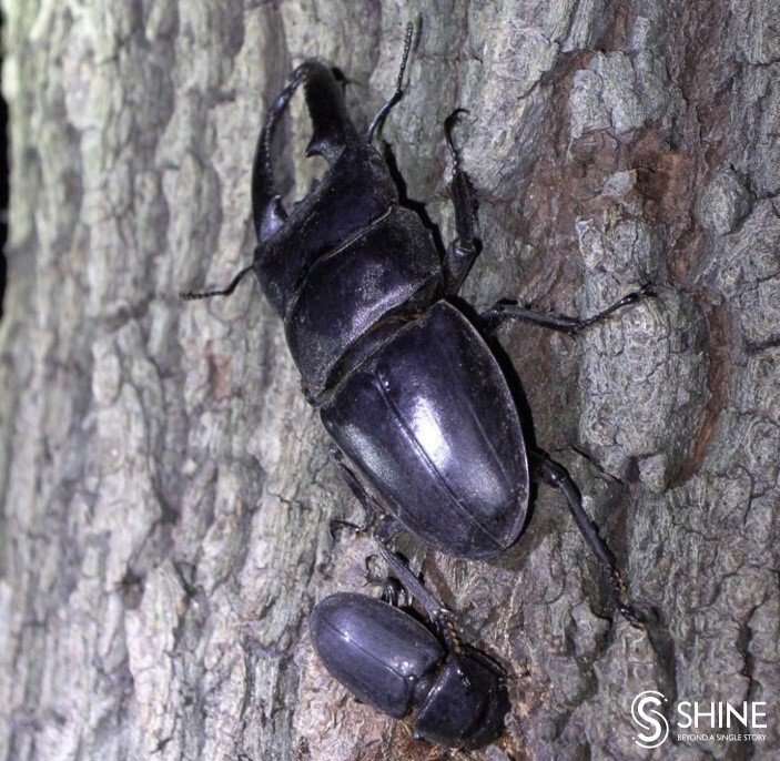 Wild Shanghai EP9: When bugs come out at night - SHINE News Wild Shanghai EP9: When bugs come out at night - SHINE News