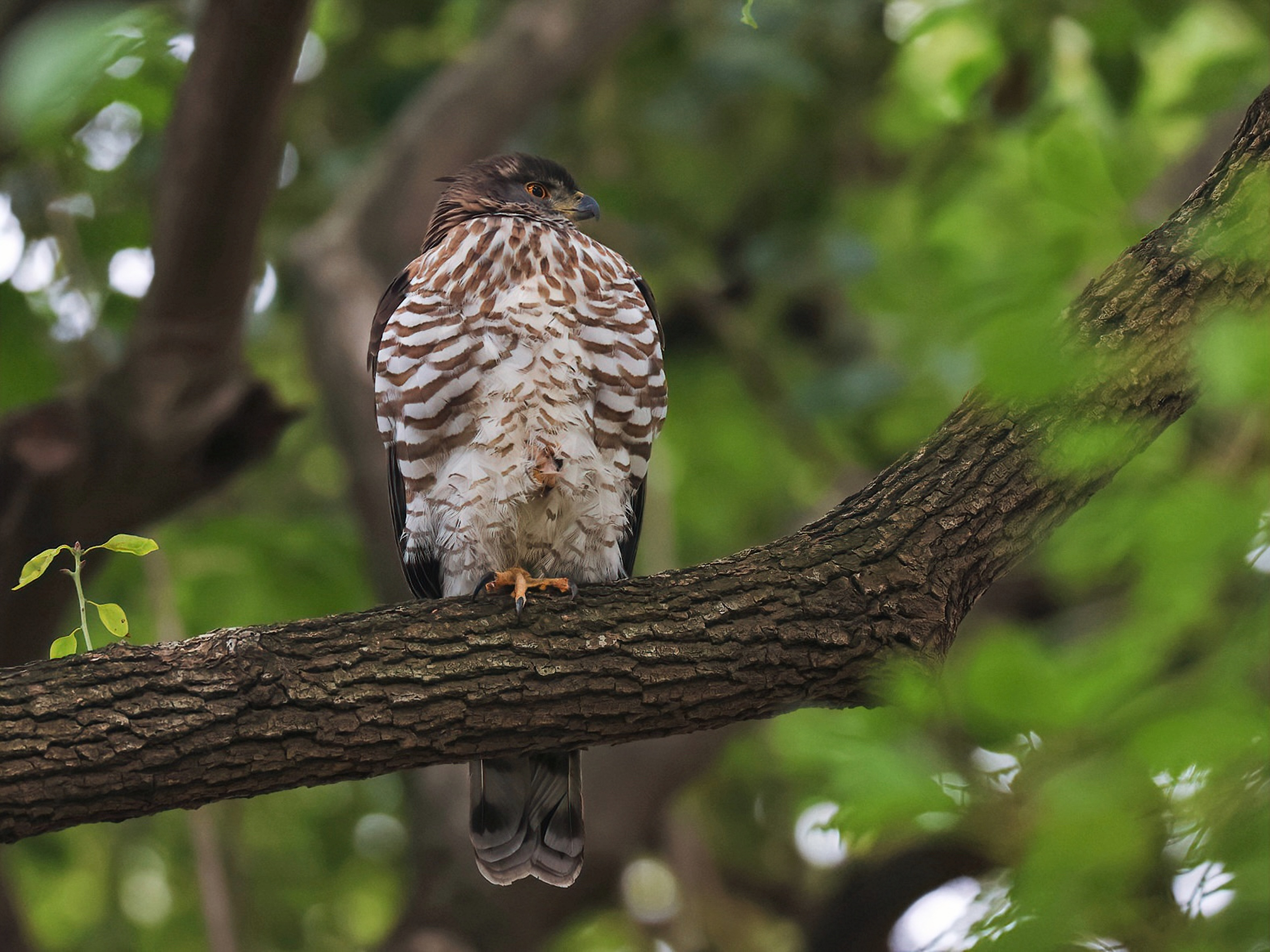 On National Ecology Day, China highlights the importance of raptors ...