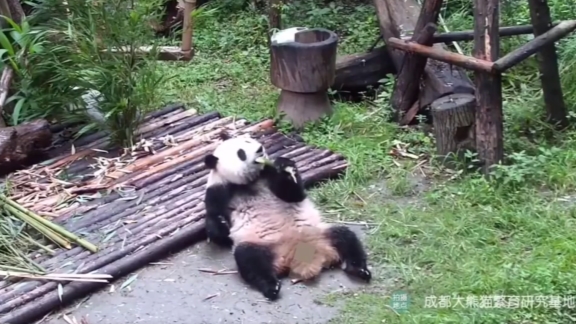 City News Services 城市资讯服务商