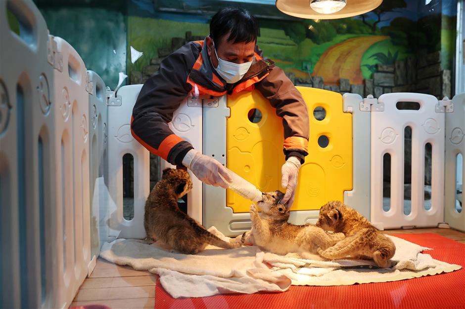 Shanghai Wild Animal Park greets spring with new animal lives - City ...