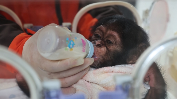 Shanghai Wild Animal Park greets spring with new animal lives - City ...