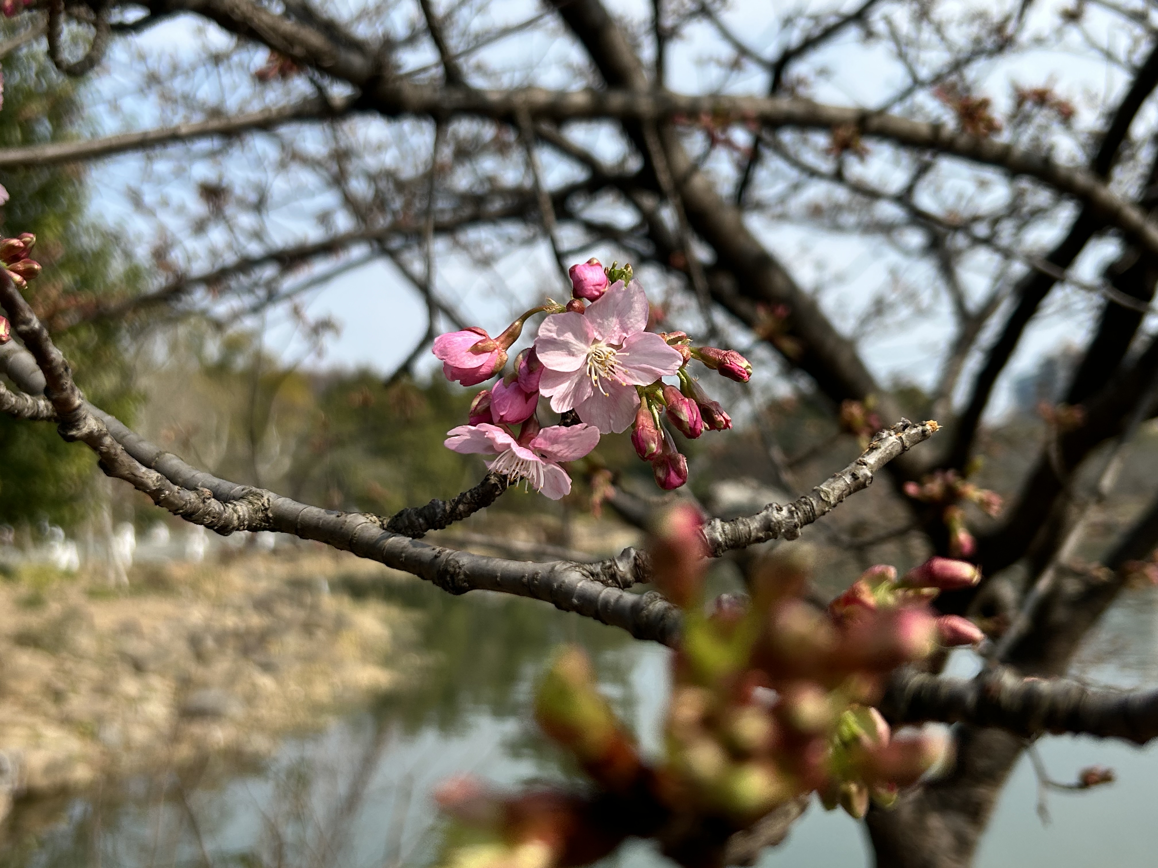 Botanic Gardens in the pink with early blossom - City News Service