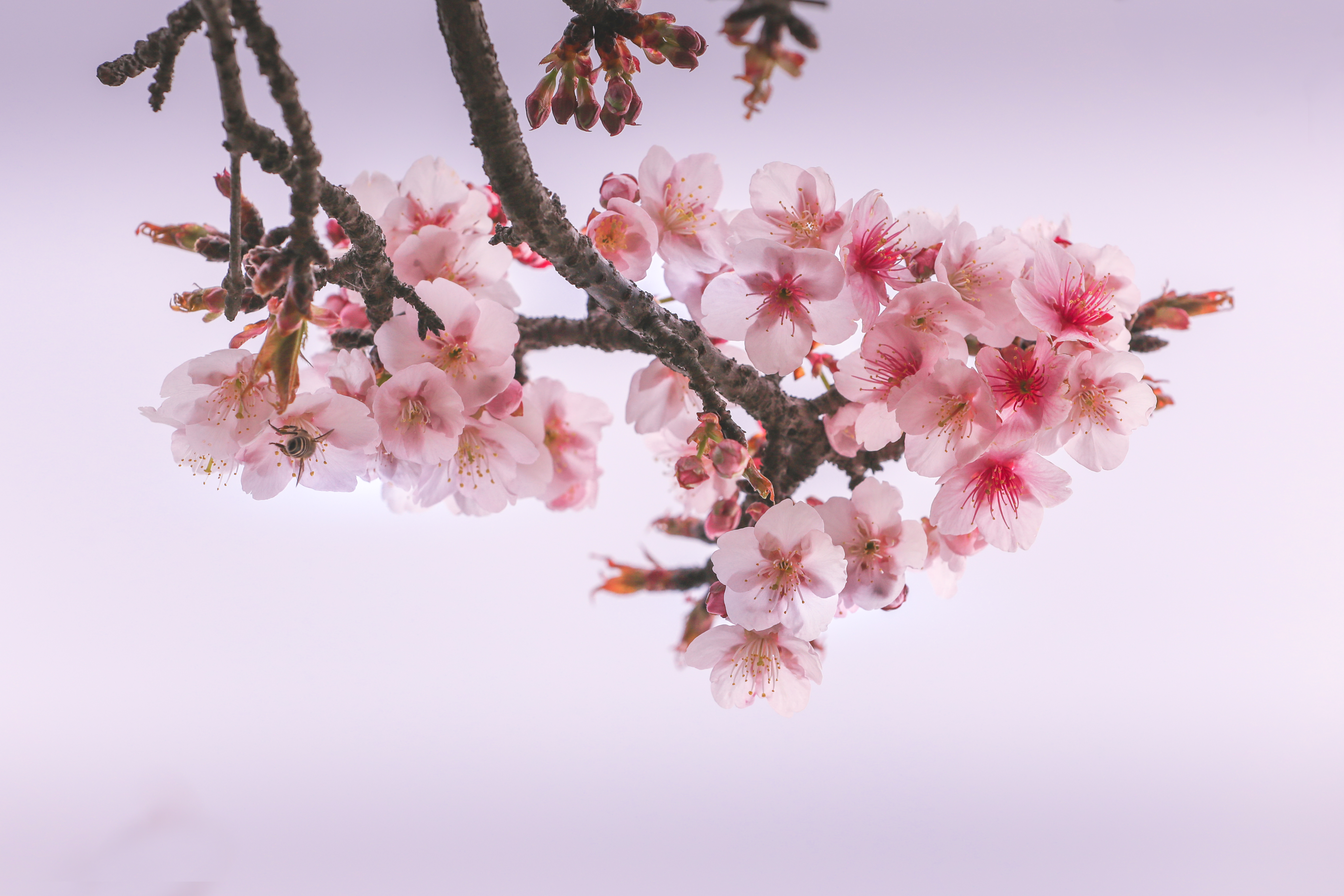 Botanic Gardens in the pink with early blossom - City News Service