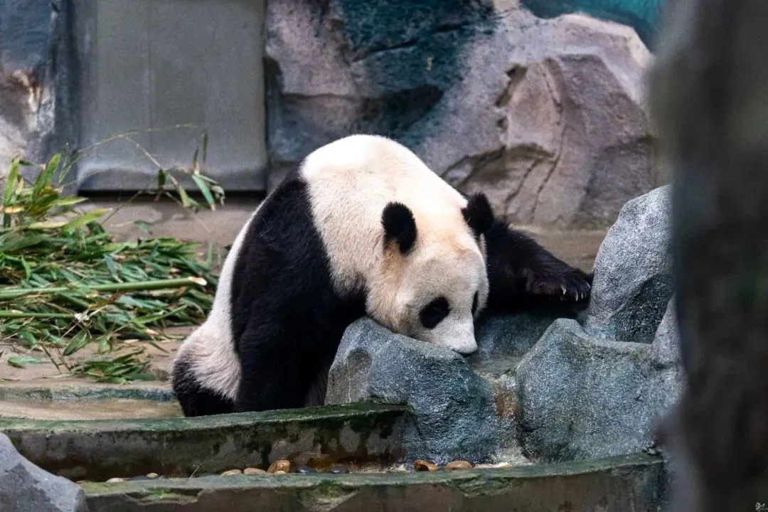 Need holiday ideas? You can see panda's NEAR Shanghai - City News Service