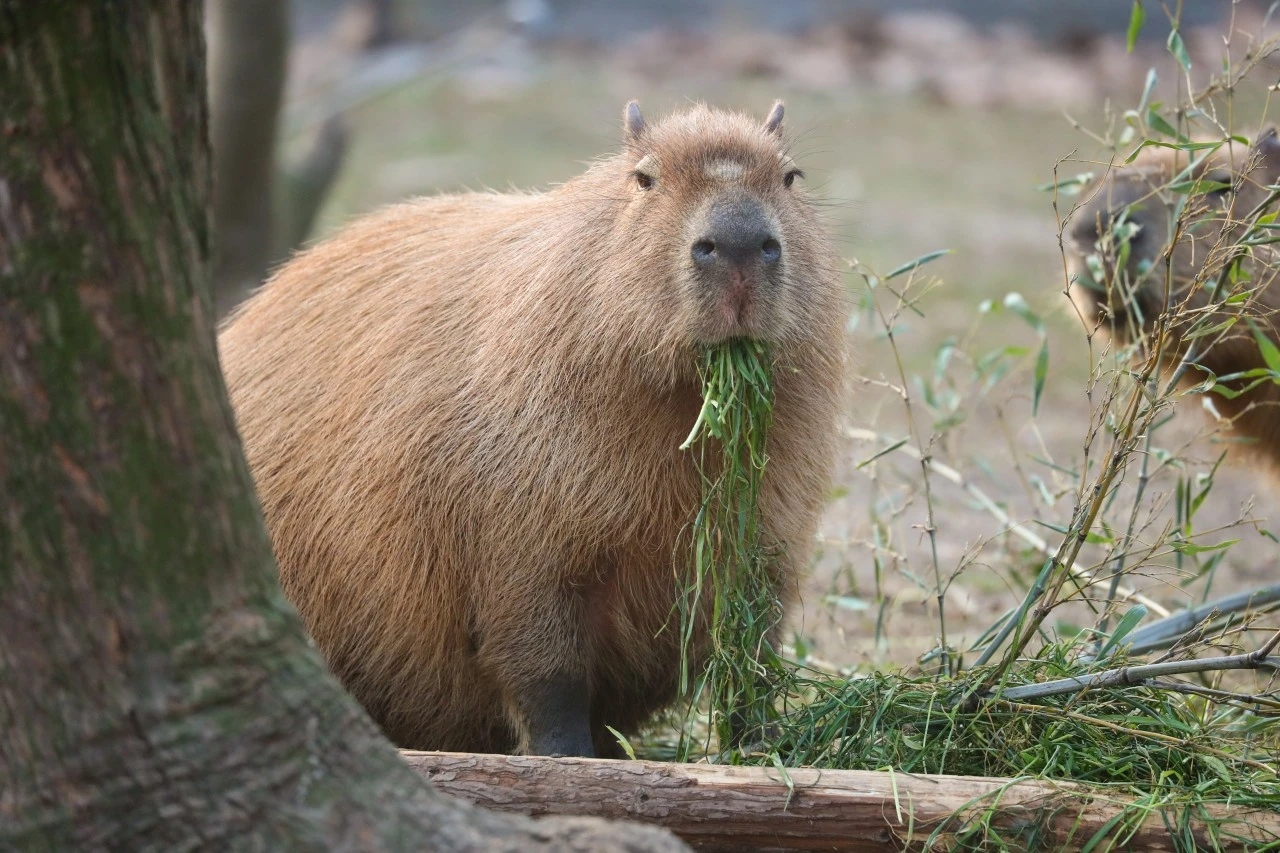 Cute and cuddly capybara takes center stage - SHINE News