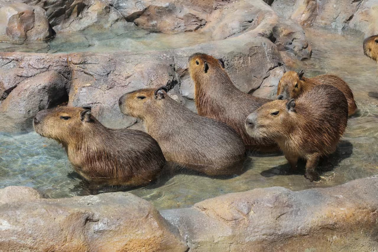 Cute and cuddly Capybaras are new highlight of park - City News Service