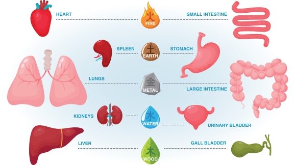 When a body organ is more than just a stand-alone function of anatomy ...