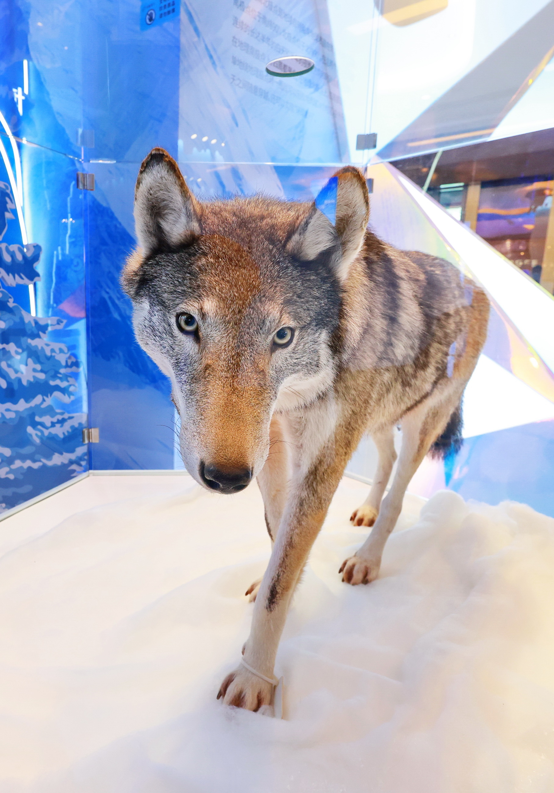 Natural history museum puts rare specimens on display in mall - City ...