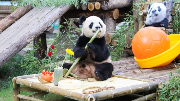 Triple the fun: Giants panda trio hold joint birthday at Wild Animal ...