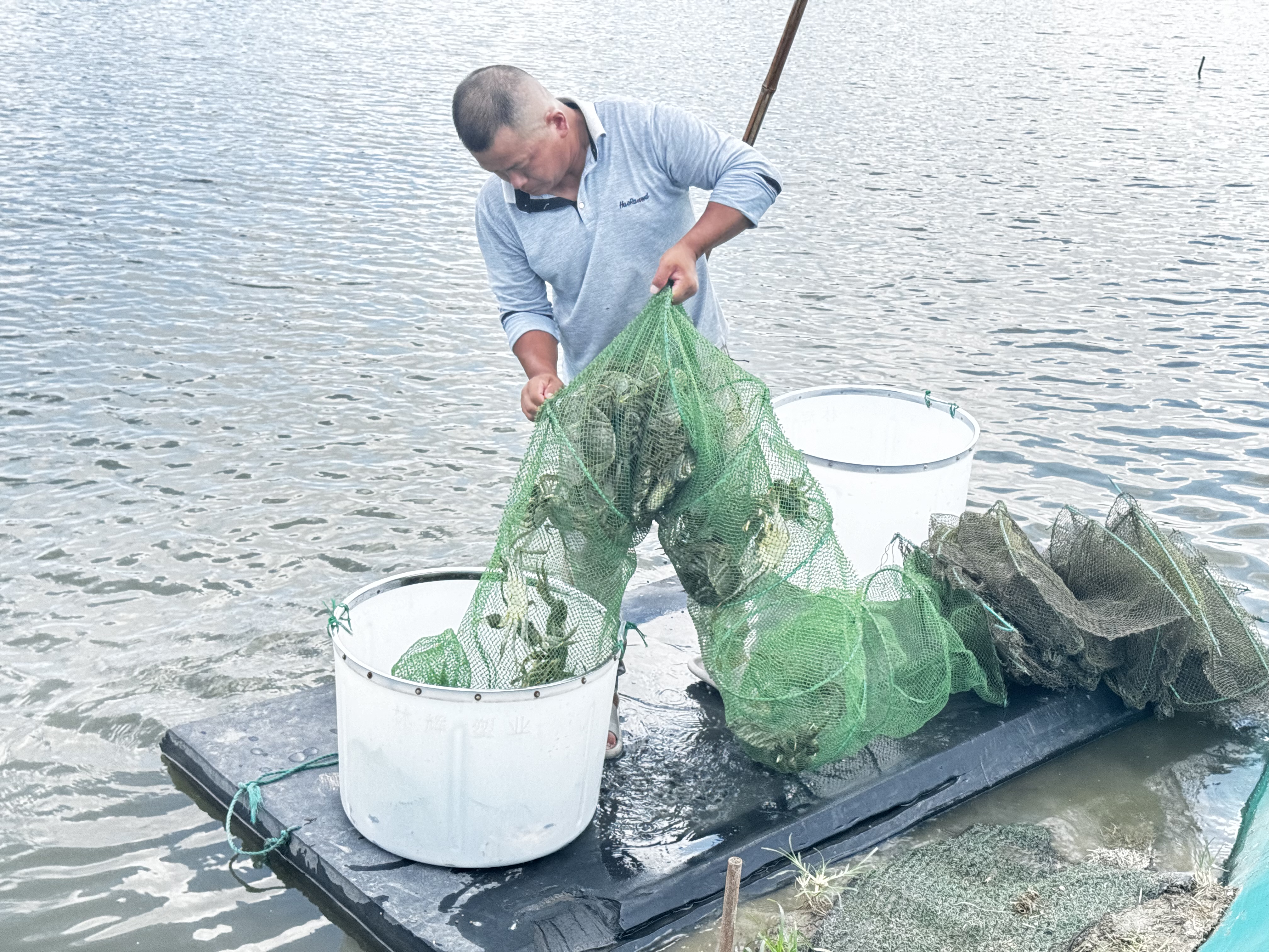 Songjiangs Flesh Huangpu River Hairy Crabs Hit The Market Early City 3943