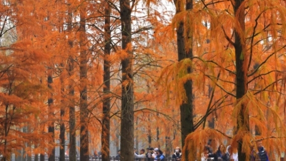 Latest news! The Water Forest is now open, capturing the first autumn ...