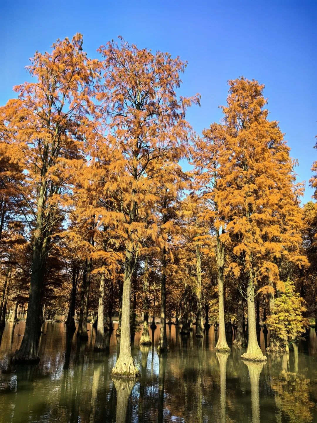 Shanghai moving closer to have 1,000 parks
