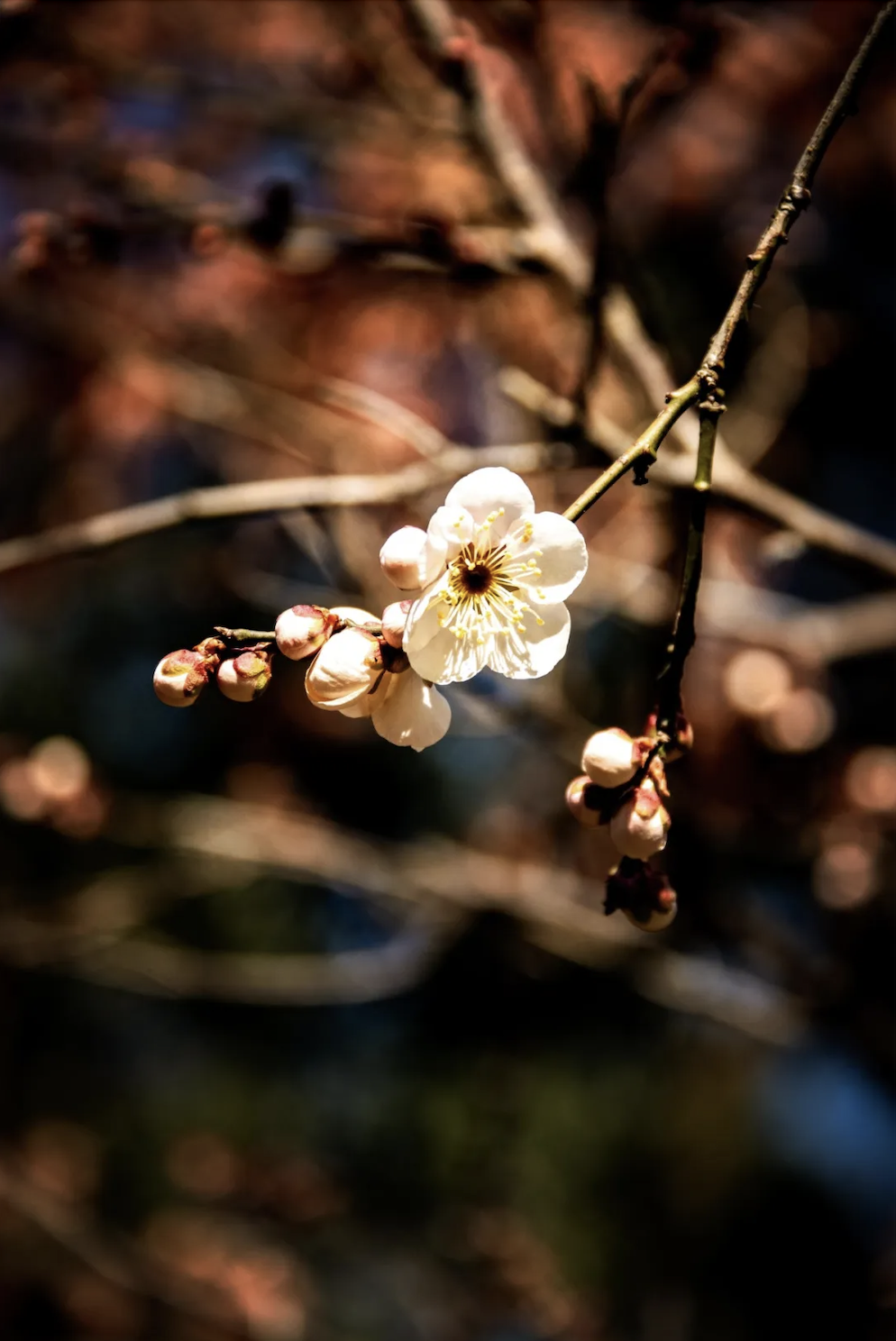 The first wave of spring in Shanghai is already in place.-The Official ...