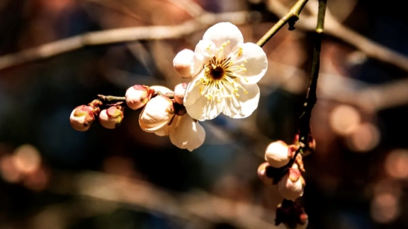 The first wave of spring in Shanghai is already in place.-The Official ...