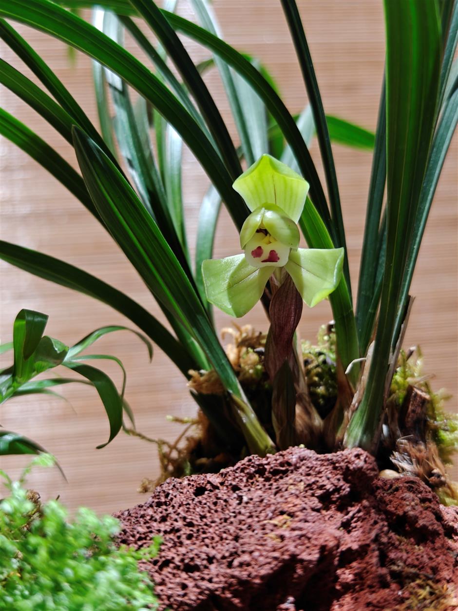 Feel the mesmerizing scent of orchids at the Botanical Garden - City ...