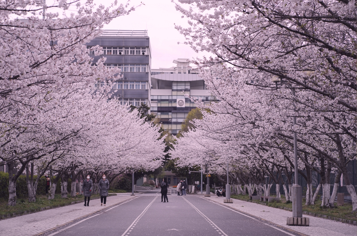 [Hai Lights] Top 10 Places to Enjoy Cherry Blossoms in Shanghai-The ...