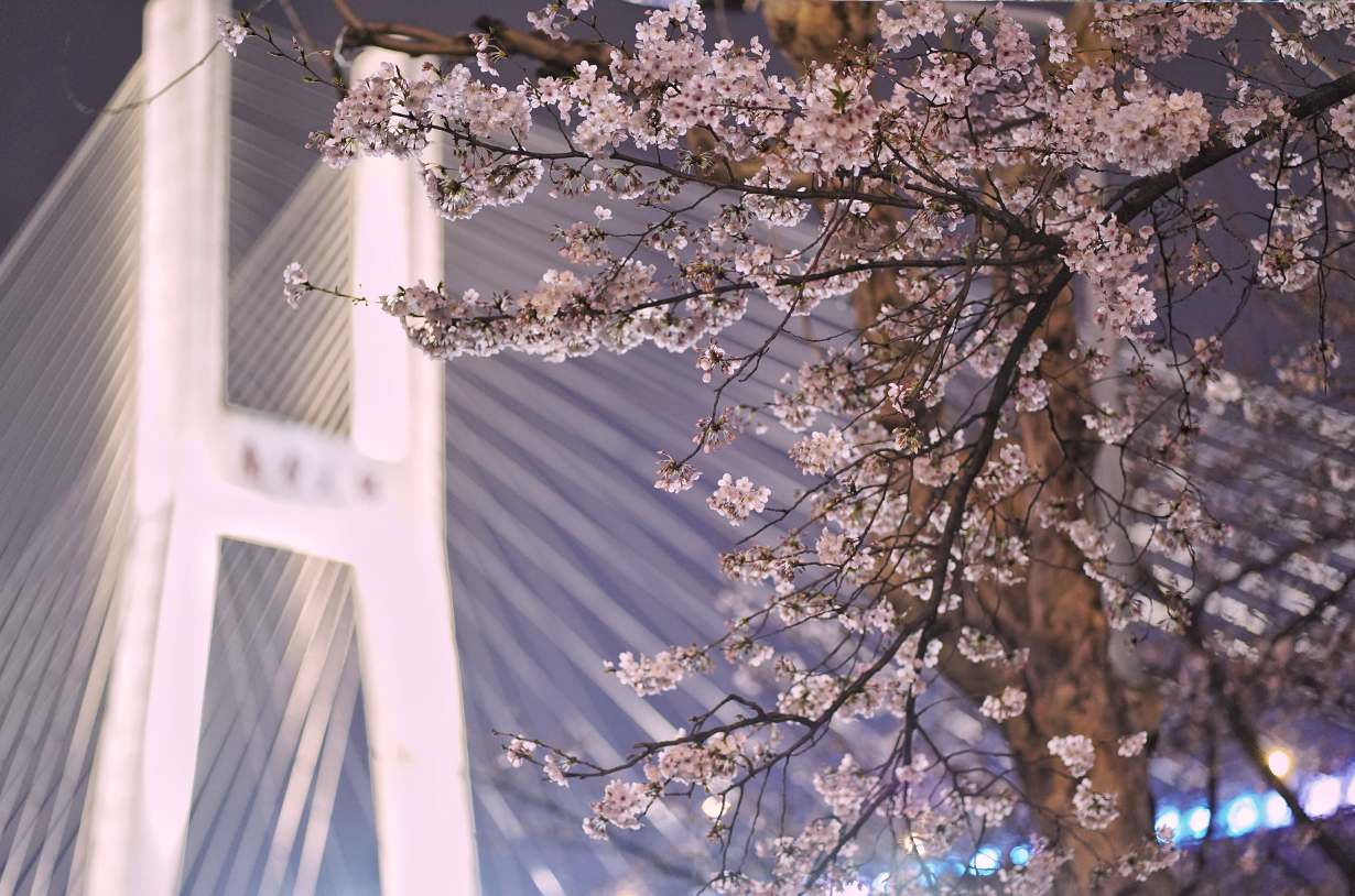 [Hai Lights] Top 10 Places to Enjoy Cherry Blossoms in Shanghai-The ...