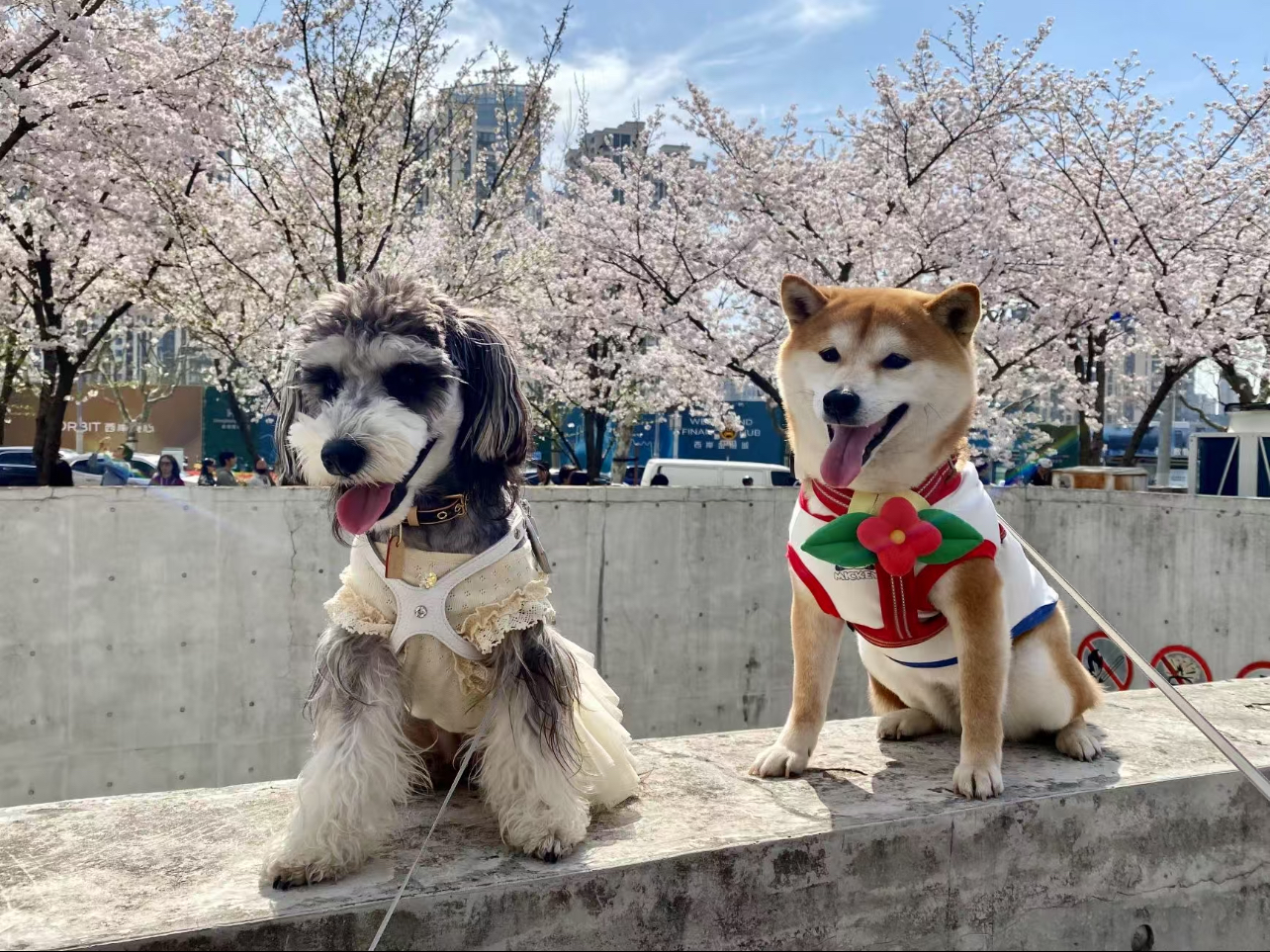 [Hai Lights] Top 10 Places to Enjoy Cherry Blossoms in Shanghai-The ...