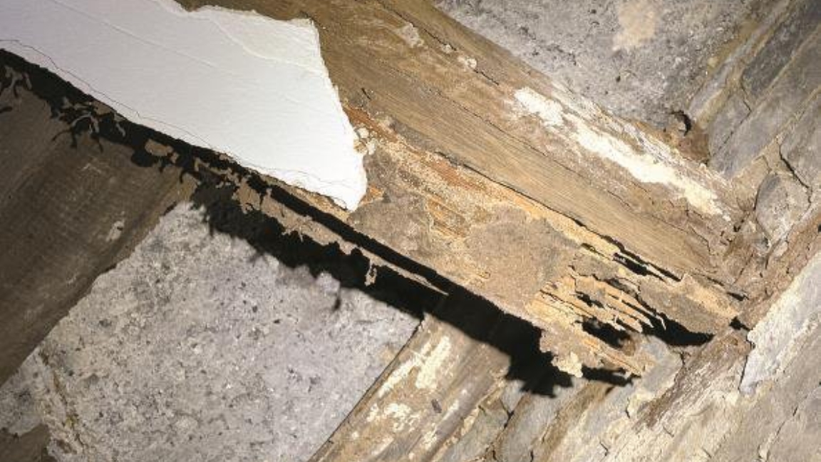 City launches bug battle as termites invade residential buildings ...