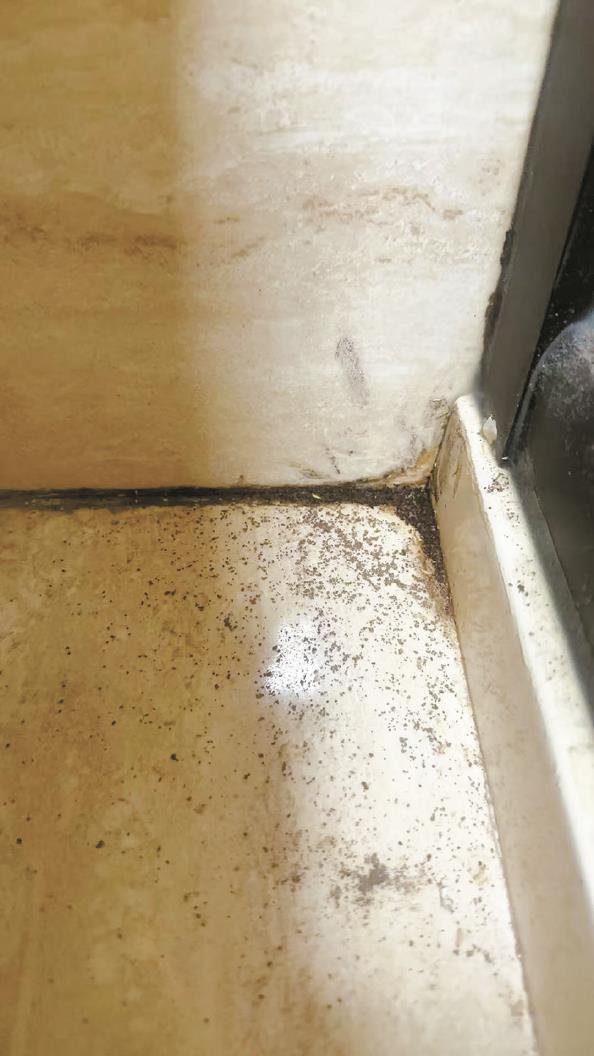 City launches bug battle as termites invade residential buildings ...