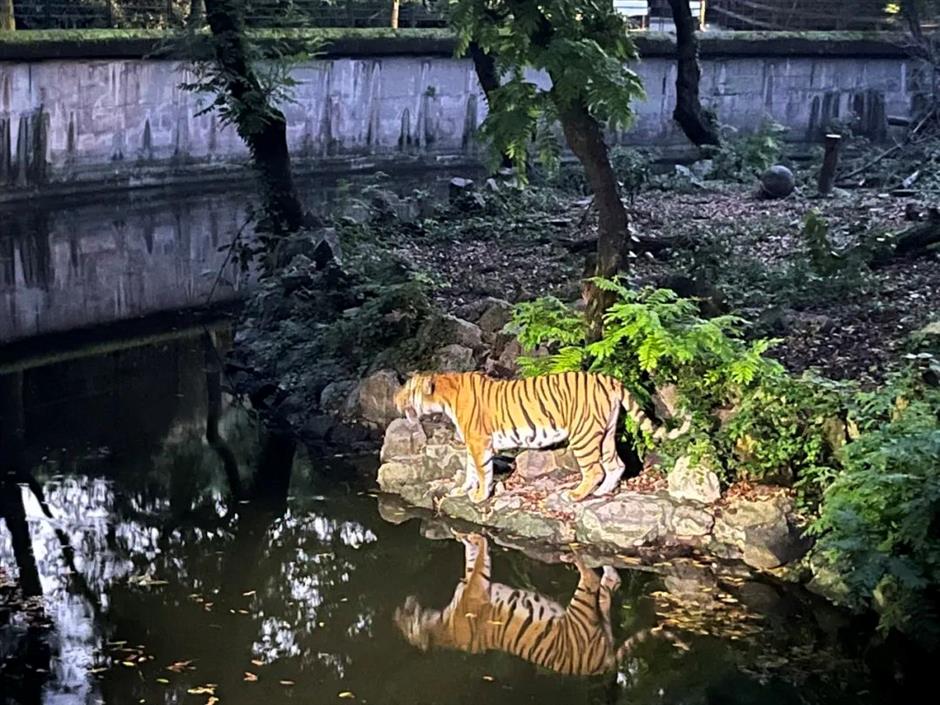 Experience the wild at dusk with 'Sunset Zoo Walk' - City News Service