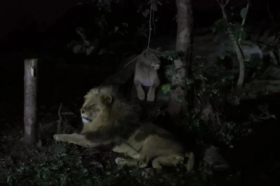 Experience the wild at dusk with 'Sunset Zoo Walk' - City News Service