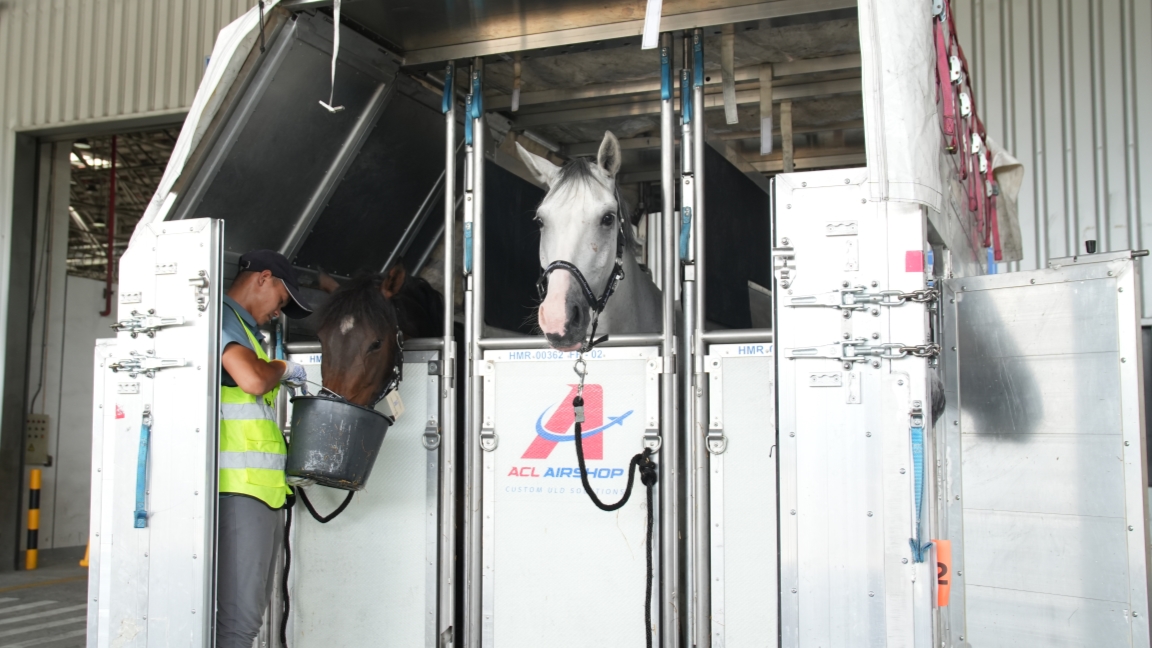 First class all the way as elite horses fly in from Europe