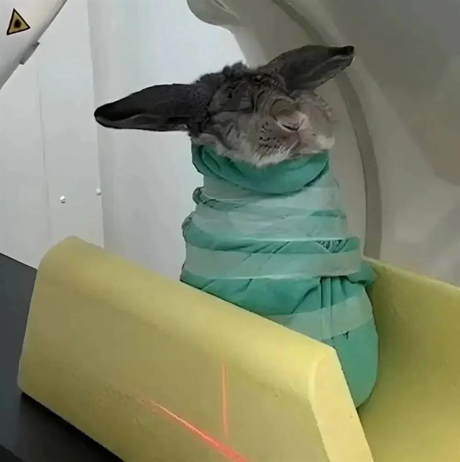 Rabbits get CT scans, dogs get acupuncture at China's most extra vet ...
