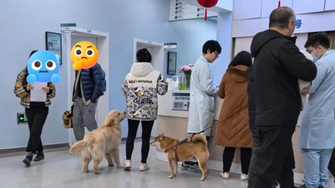 Rabbits get CT scans, dogs get acupuncture at China's most extra vet ...