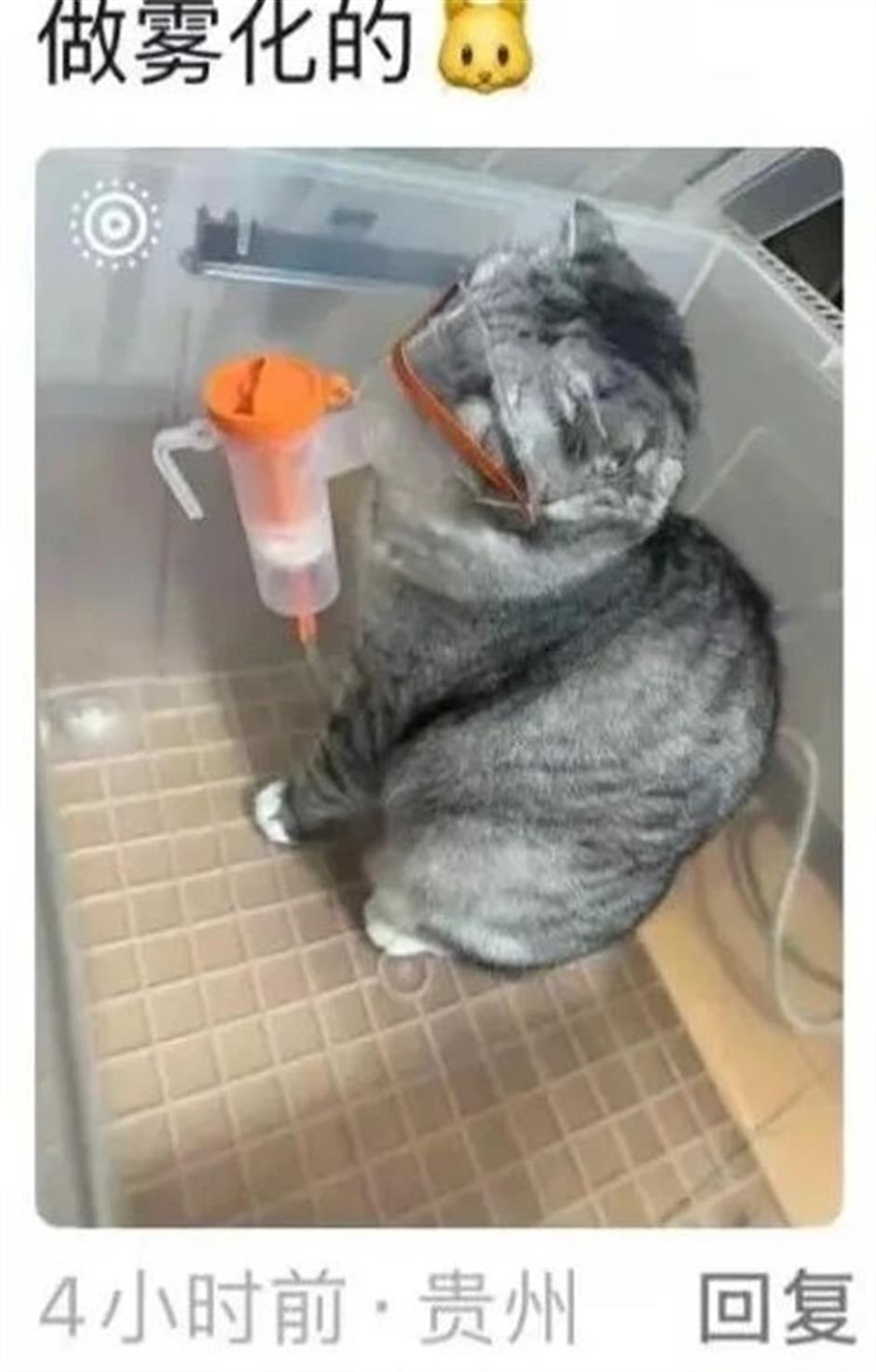 Rabbits get CT scans, dogs get acupuncture at China's most extra vet ...