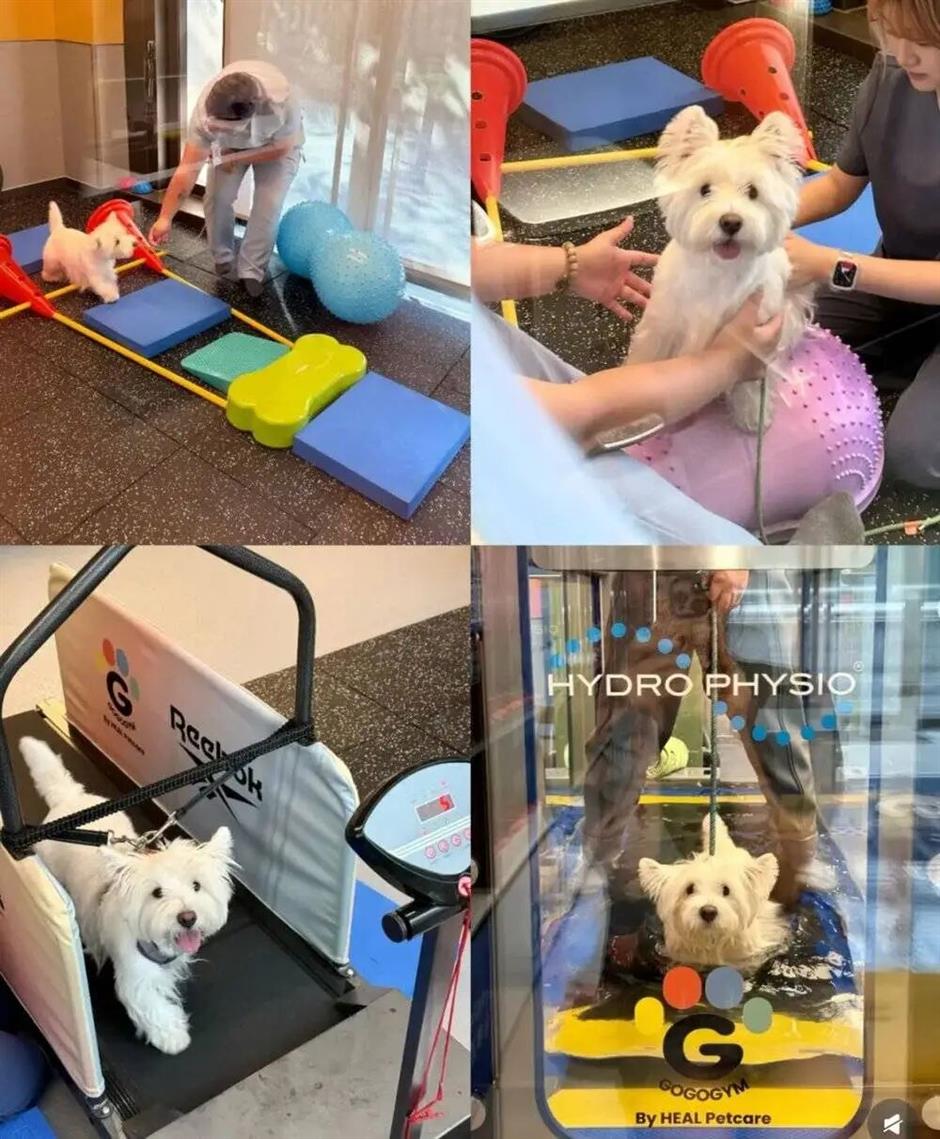 Rabbits get CT scans, dogs get acupuncture at China's most extra vet ...