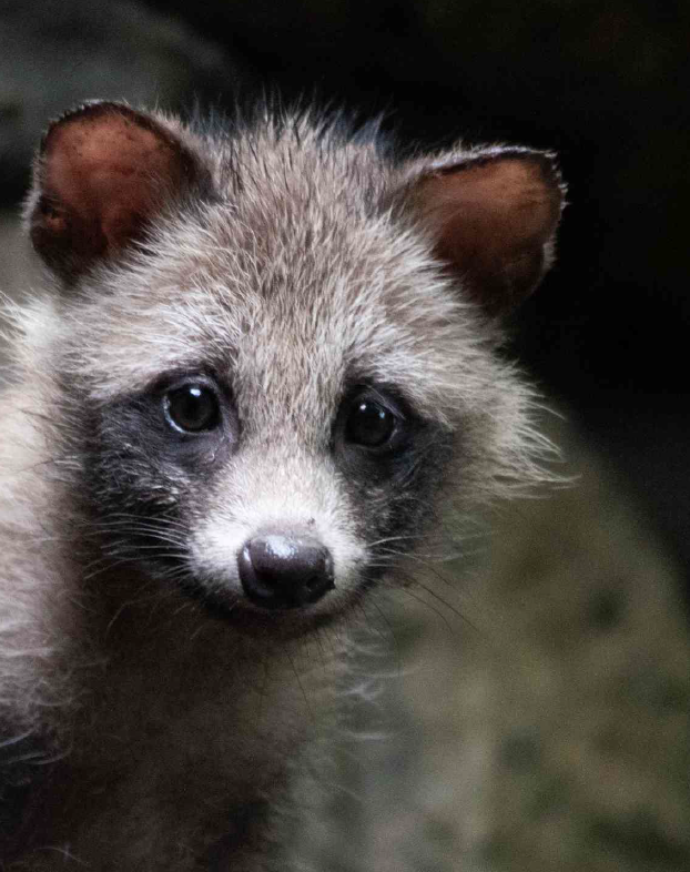 City's Raccoon Dogs Expand Presence, But Population Stable: Survey