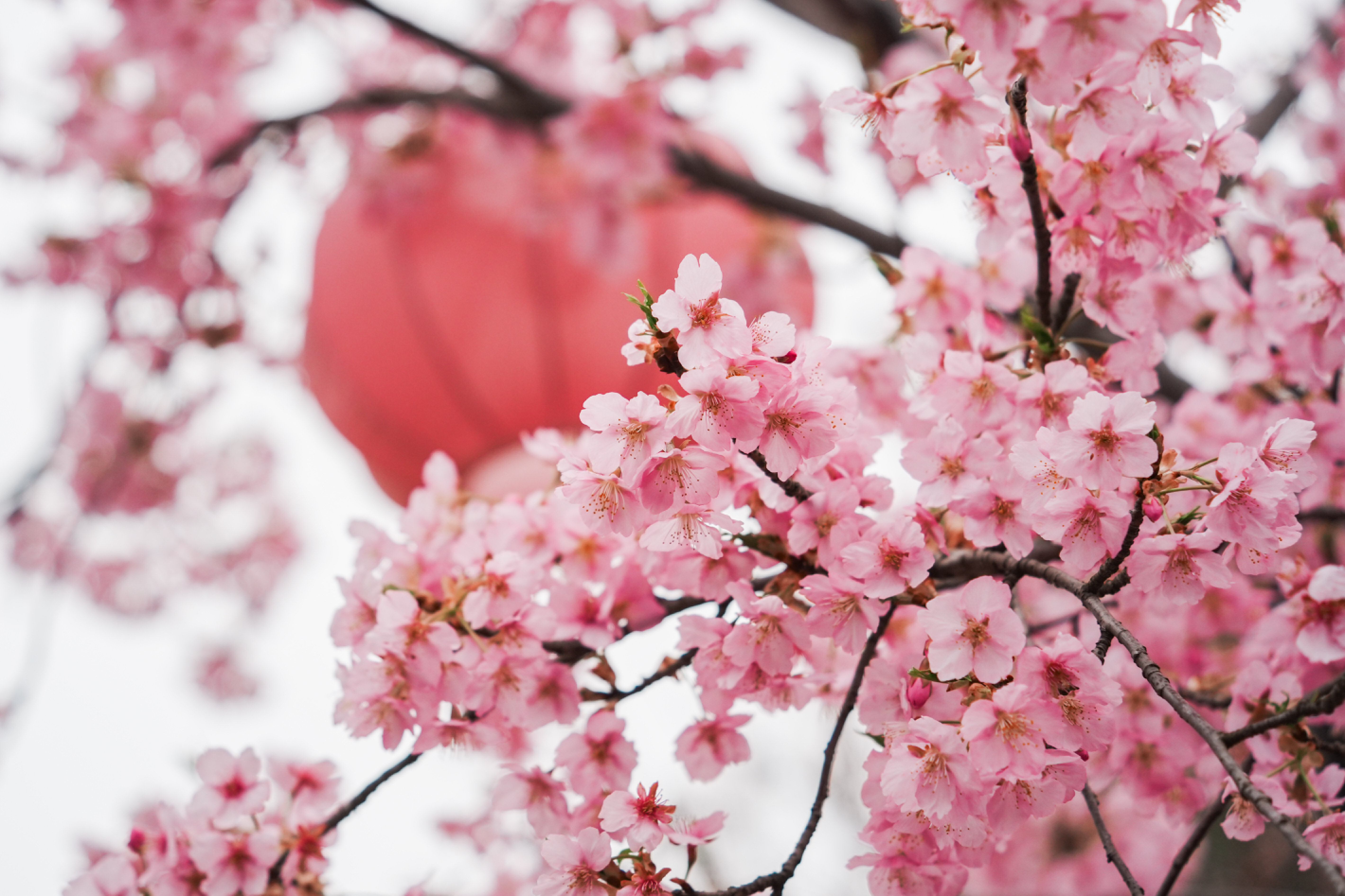 Shanghai Cherry Blossom Festival to Open on March 9 - City News Service